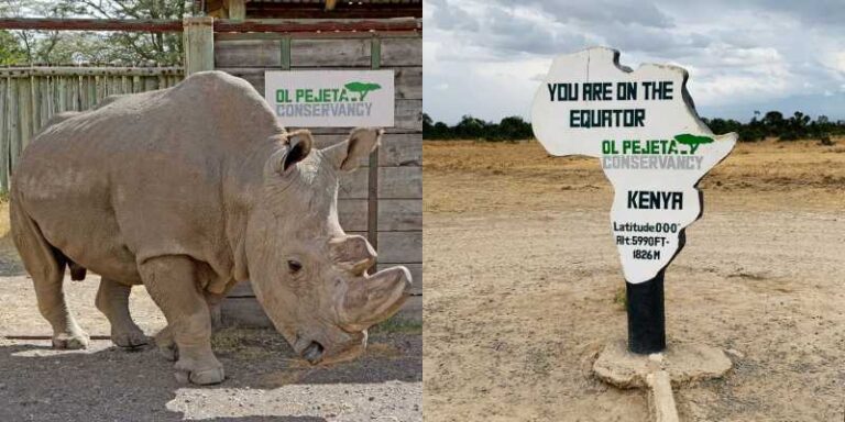 Top Activities To Do At Ol Pejeta Conservancy